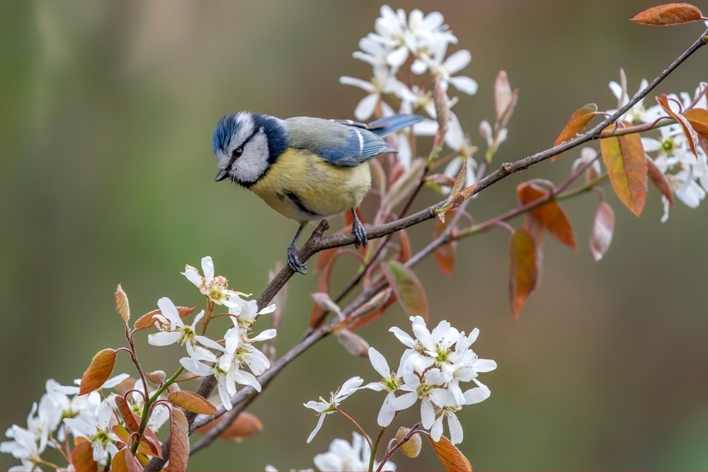 Plant een (kleine) boom - Van Buynder